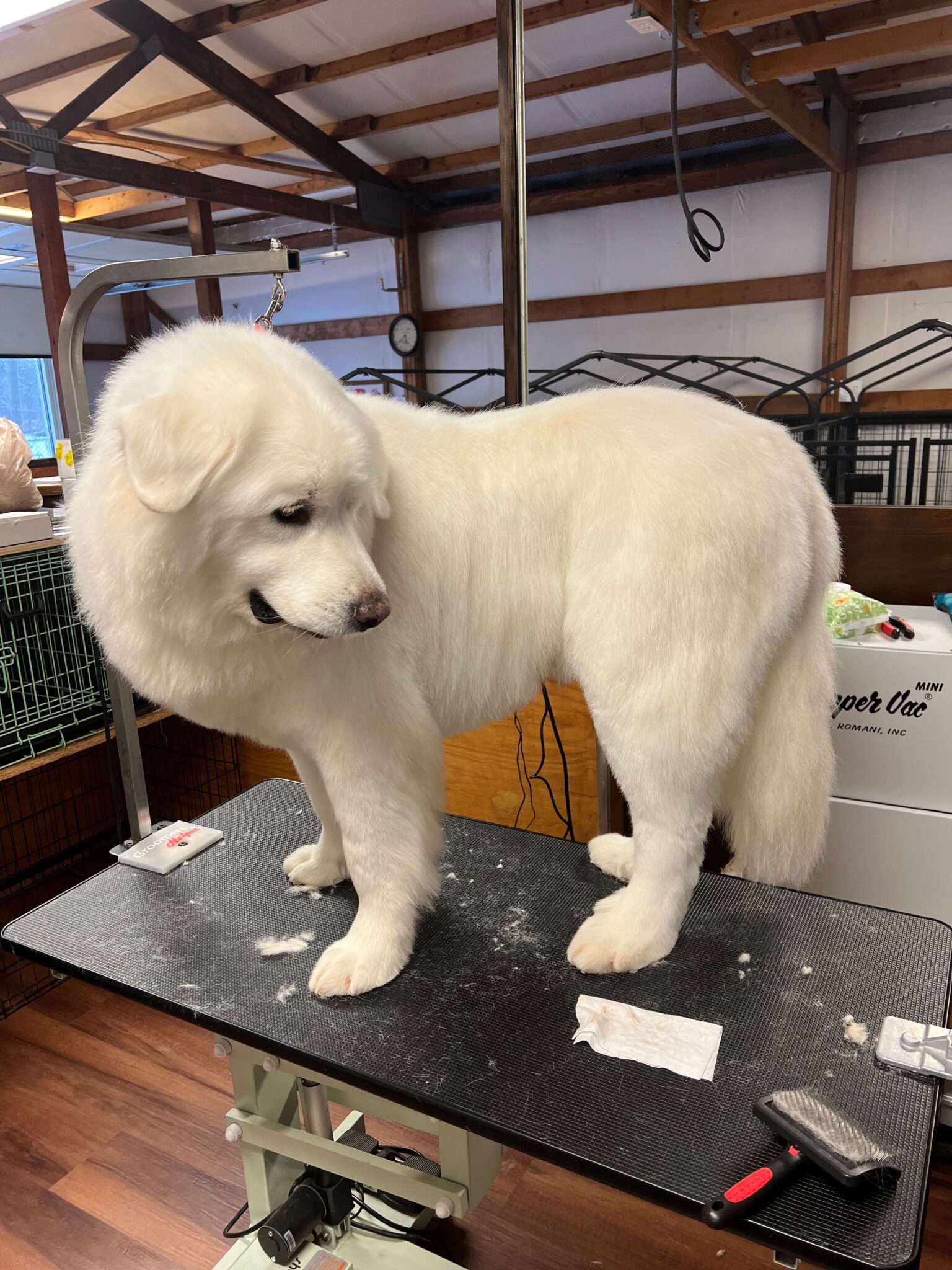 Rivers Edge Dog Grooming Dog Boarding