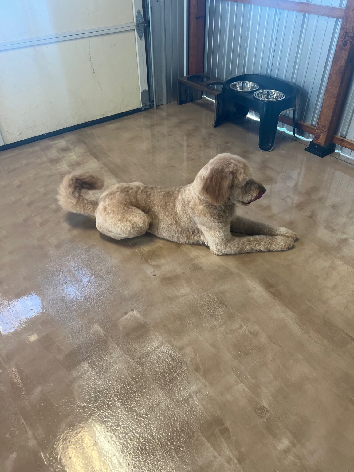 Rivers Edge Dog Grooming Dog Boarding